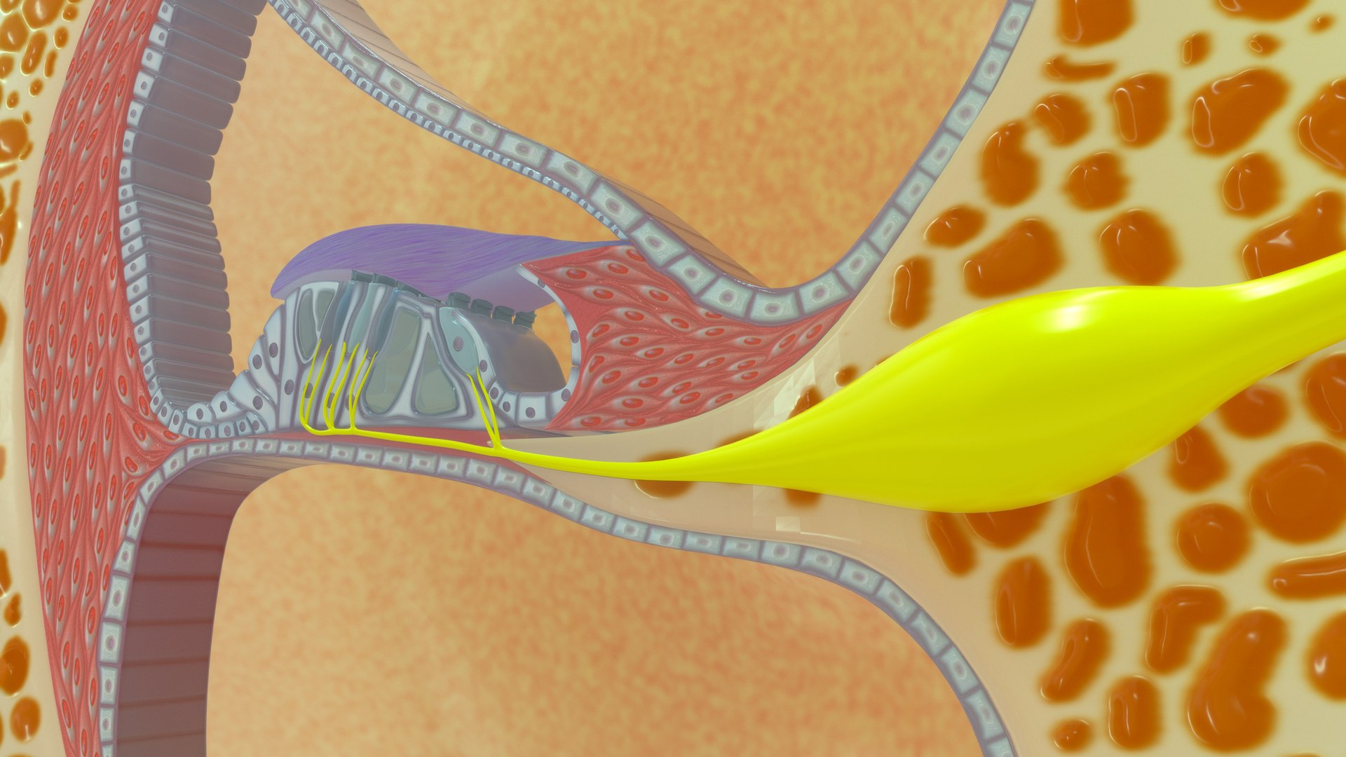 3D Human Ear Cochlea Section Model - TurboSquid 2190651