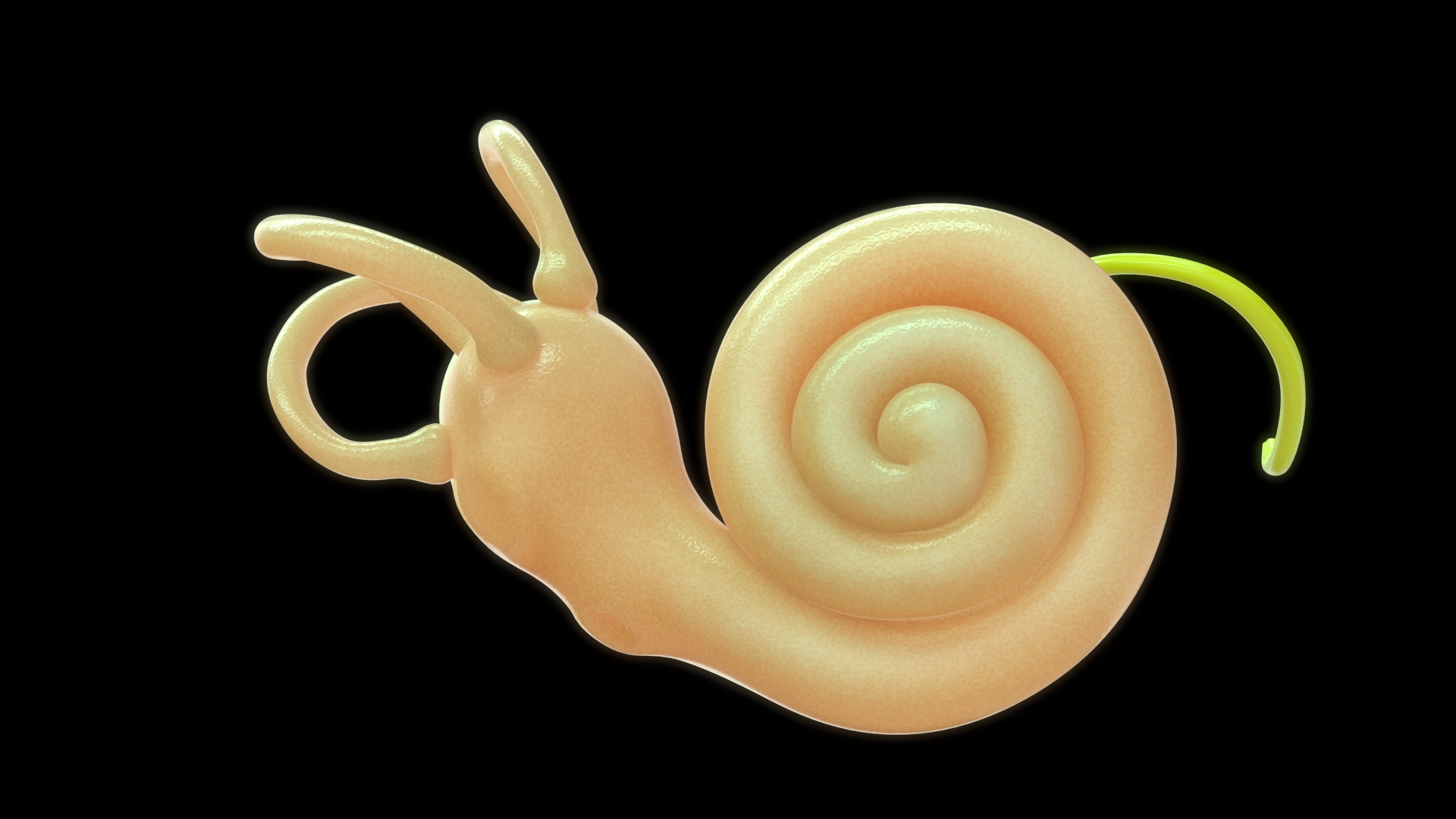 3D Human Ear Cochlea Section Model - TurboSquid 2190651