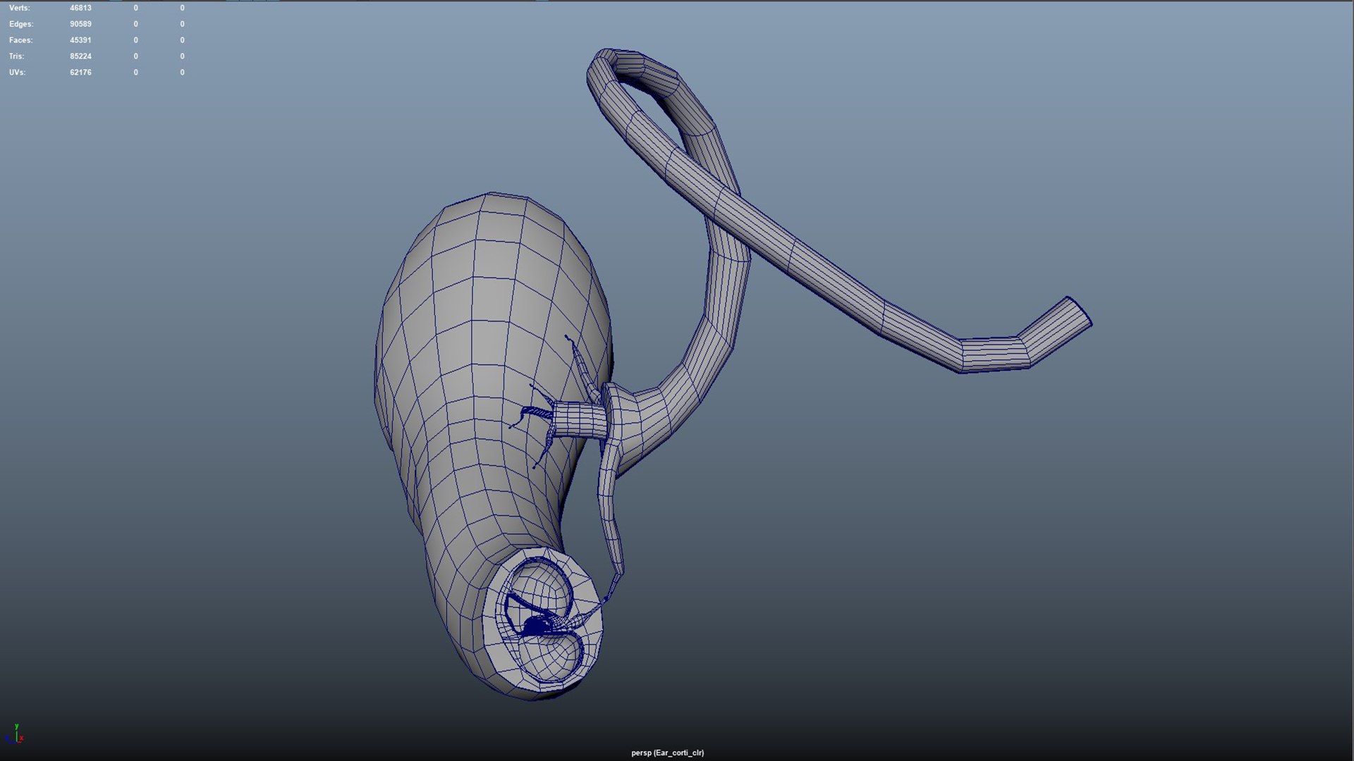 3D Human Ear Cochlea Section Model - TurboSquid 2190651