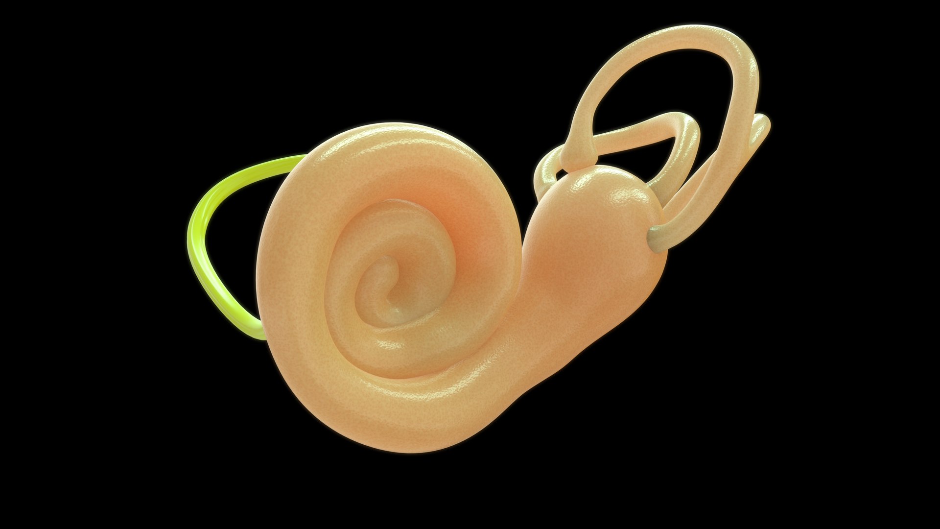 3D Human Ear Cochlea Section Model - TurboSquid 2190651