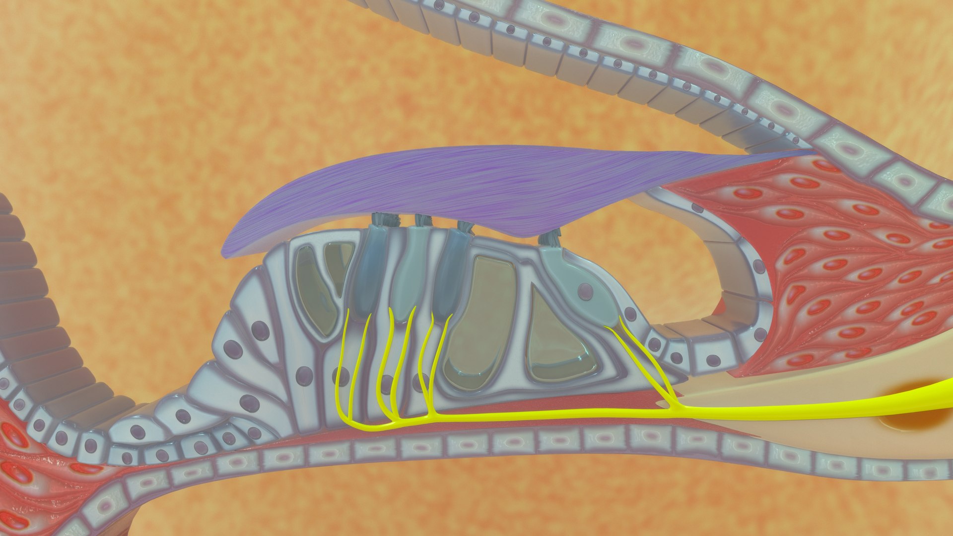 3D Human Ear Cochlea Section Model - TurboSquid 2190651