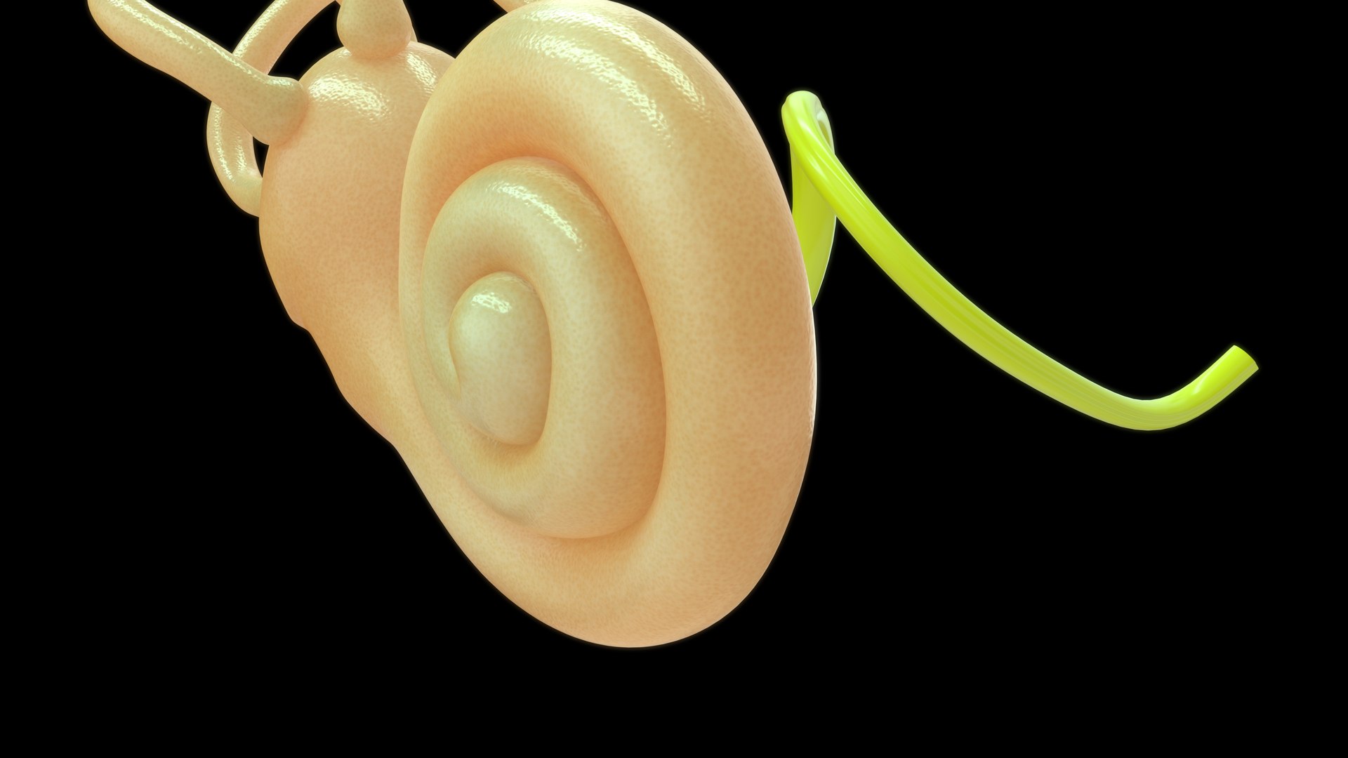 3D Human Ear Cochlea Section Model - TurboSquid 2190651