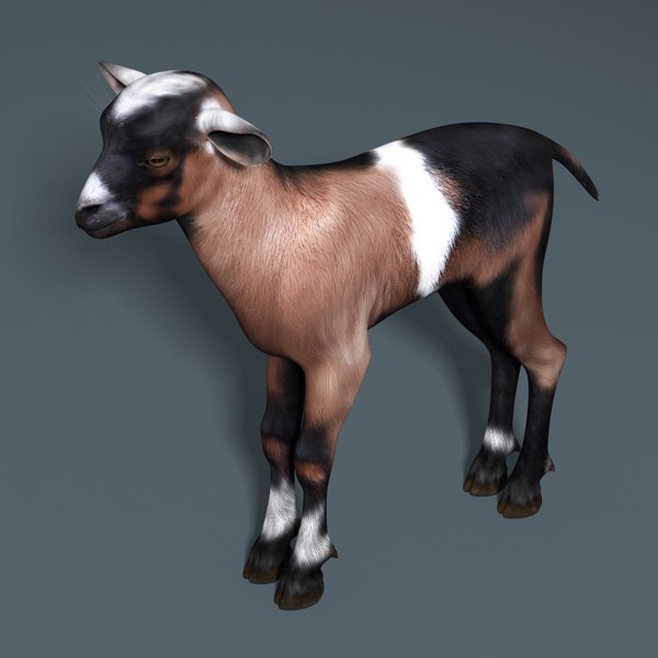 3d baby goat model