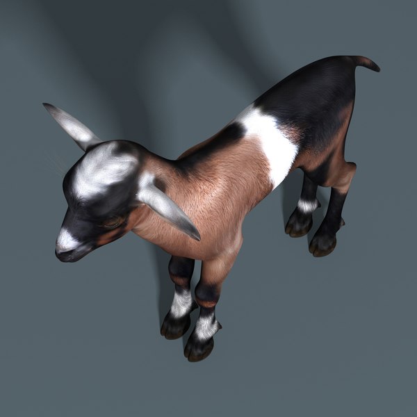 3d baby goat model