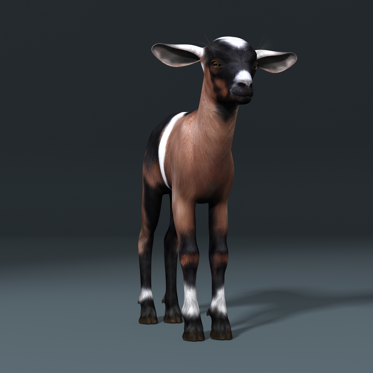 3d baby goat model