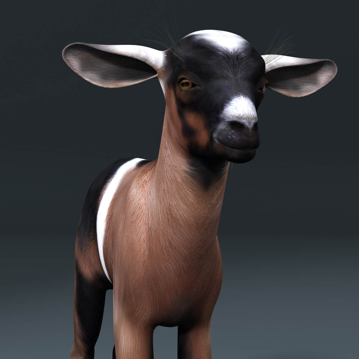 3d baby goat model