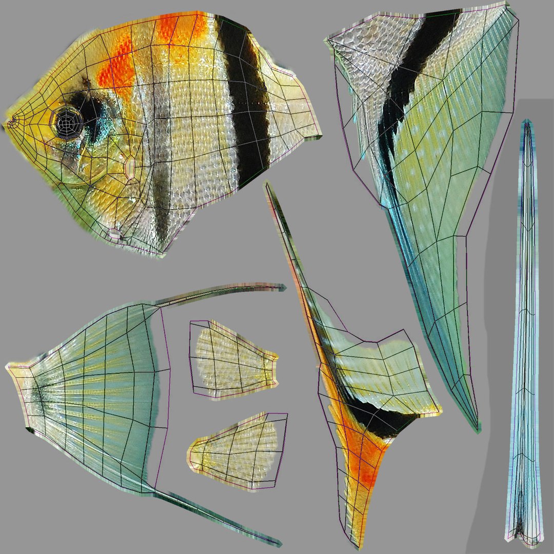 Freshwater Fish 2 Model - TurboSquid 1323583