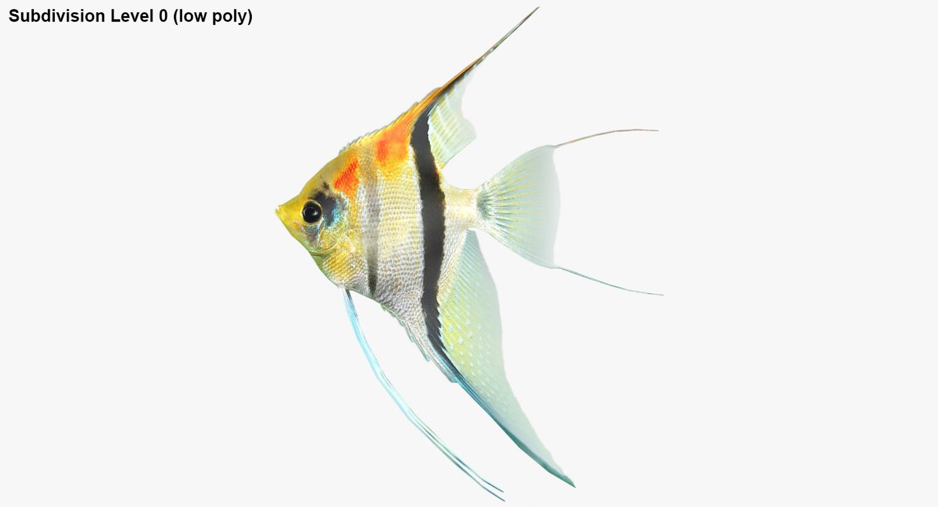 Freshwater Fish 2 Model - TurboSquid 1323583