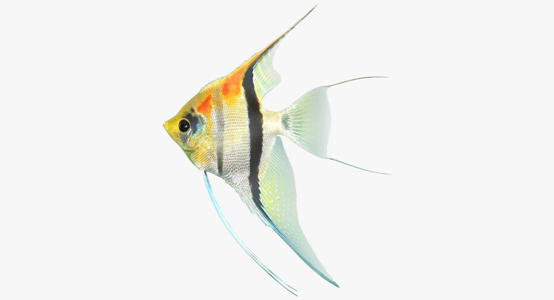 Freshwater Fish 2 Model - TurboSquid 1323583