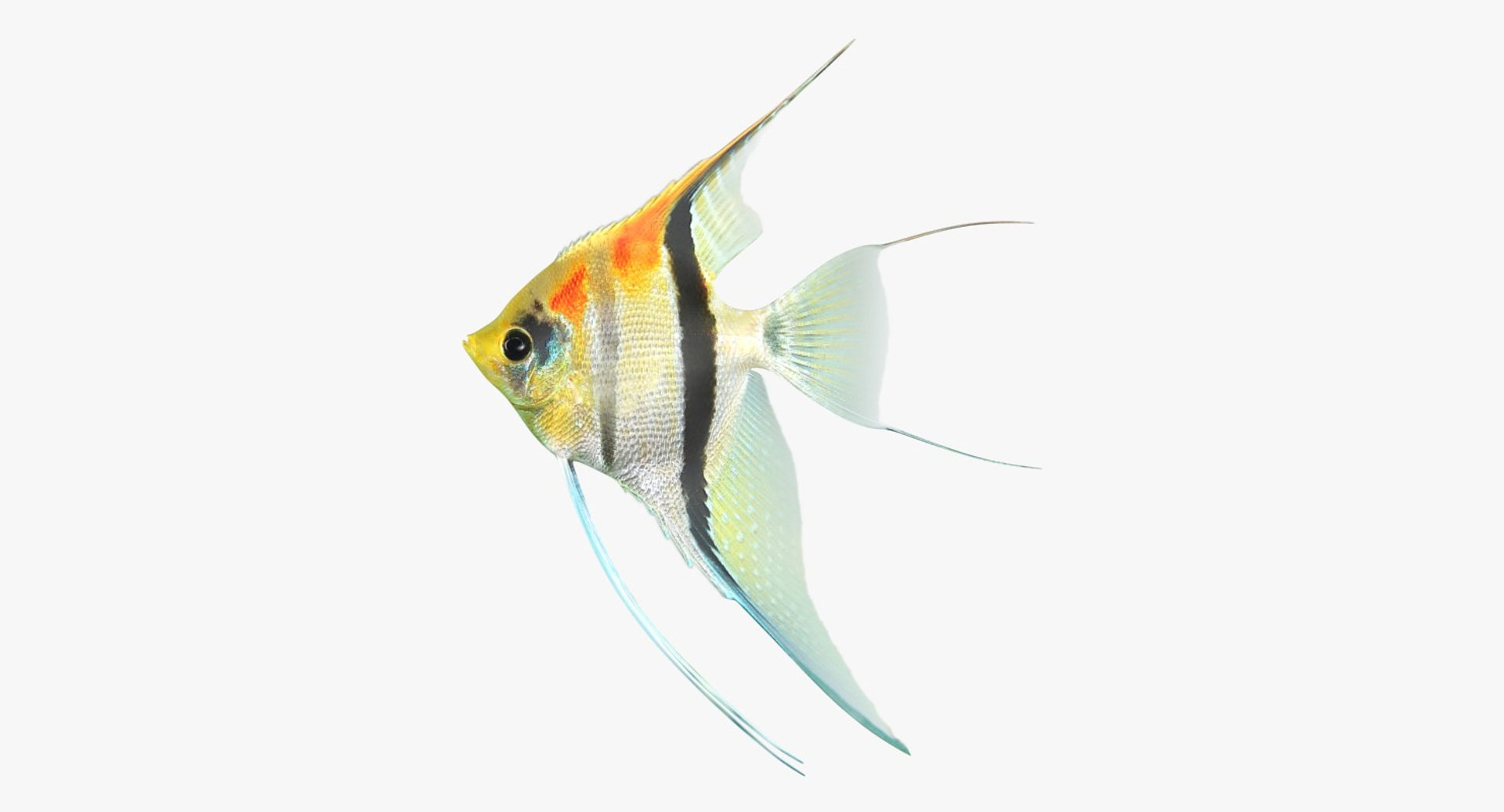 Freshwater Fish 2 Model - TurboSquid 1323583