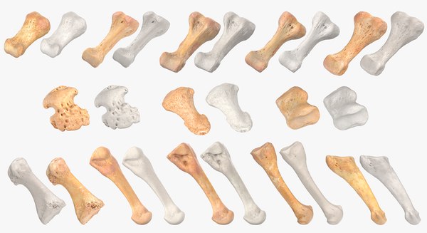 Human Bones Collection 02 - 193 Products 3D - TurboSquid 1744269