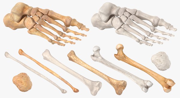Human Bones Collection 02 - 193 Products 3D - TurboSquid 1744269