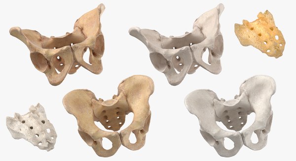 Human Bones Collection 02 - 193 Products 3D - TurboSquid 1744269