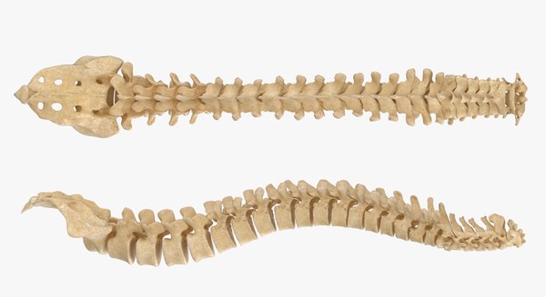 Human Bones Collection 02 - 193 Products 3D - TurboSquid 1744269