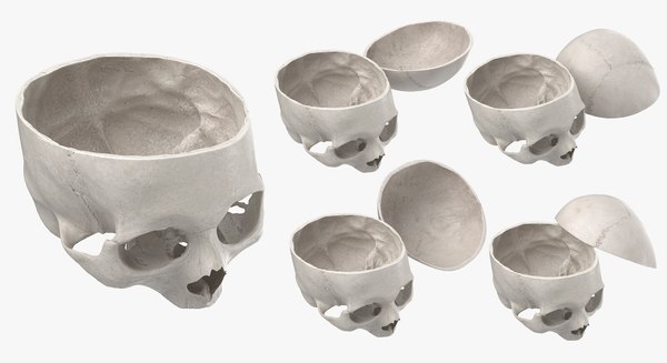 Human Bones Collection 02 - 193 Products 3D - TurboSquid 1744269