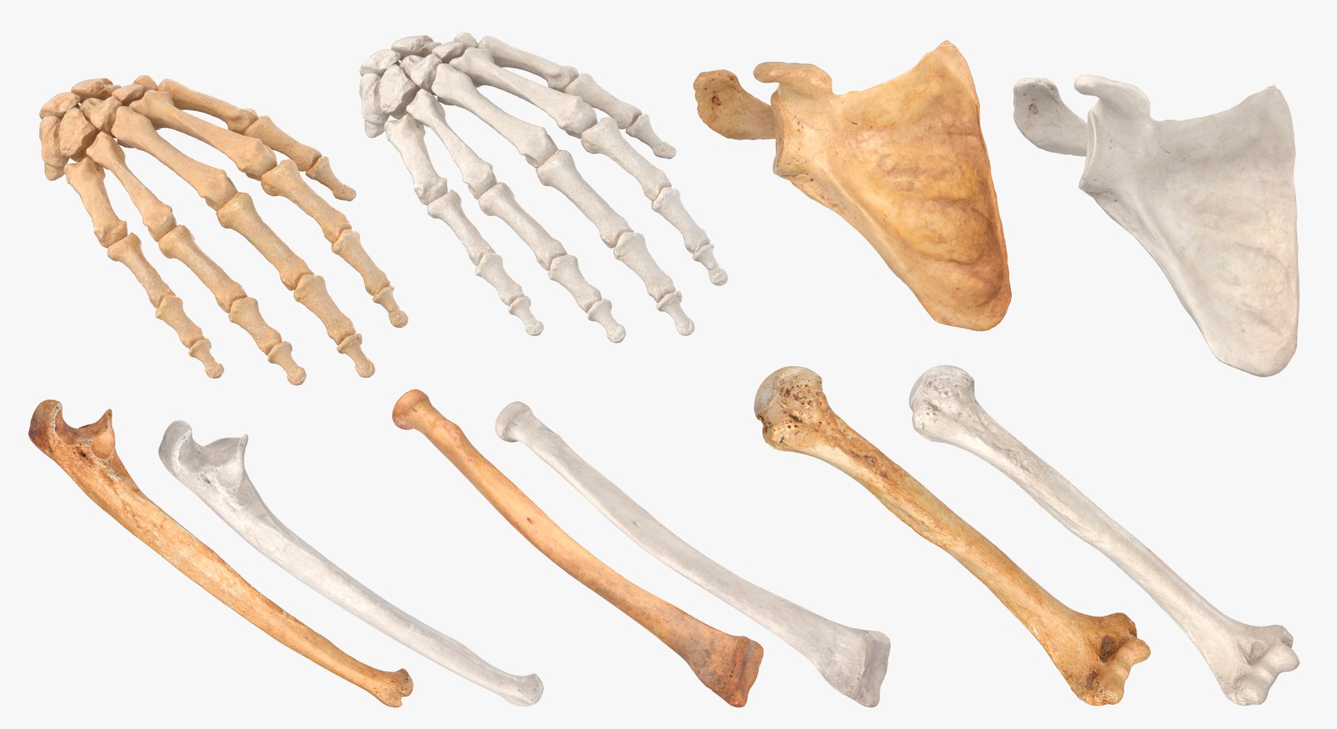 Human Bones Collection 02 - 193 Products 3D - TurboSquid 1744269
