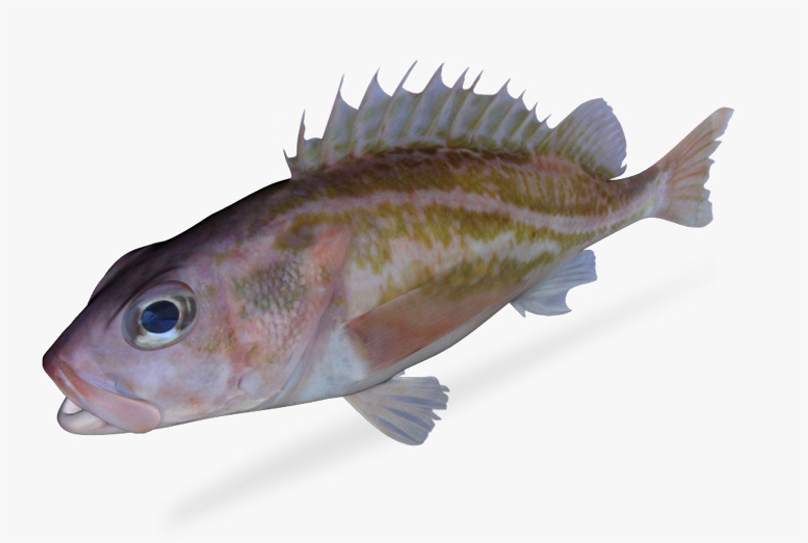 greenstriped rockfish 3d model