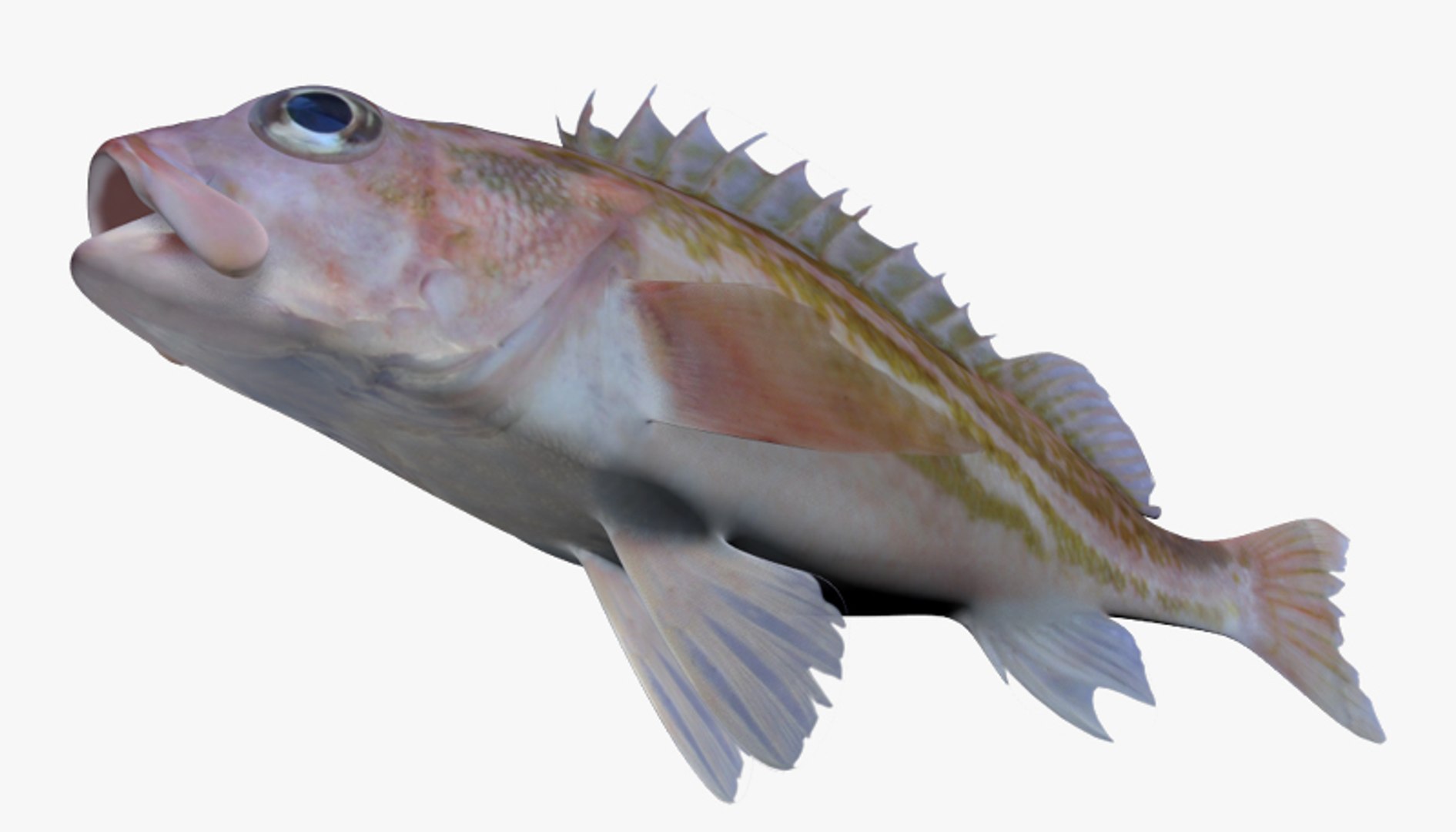 greenstriped rockfish 3d model