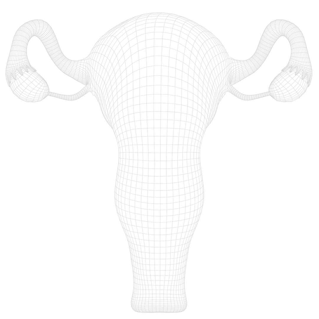Female Reproductive 3D Model - TurboSquid 1564752