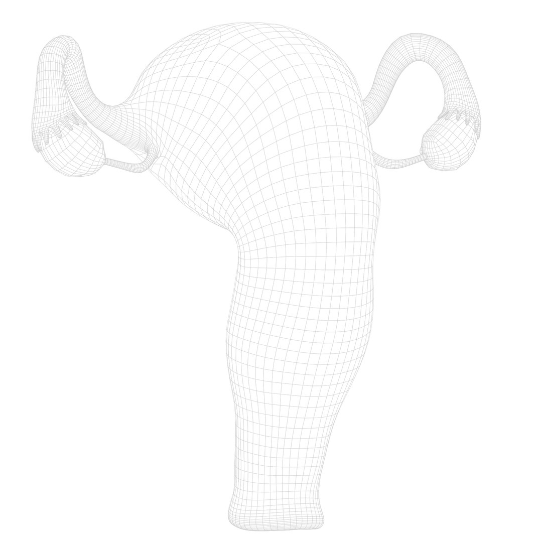 Female Reproductive 3D Model - TurboSquid 1564752