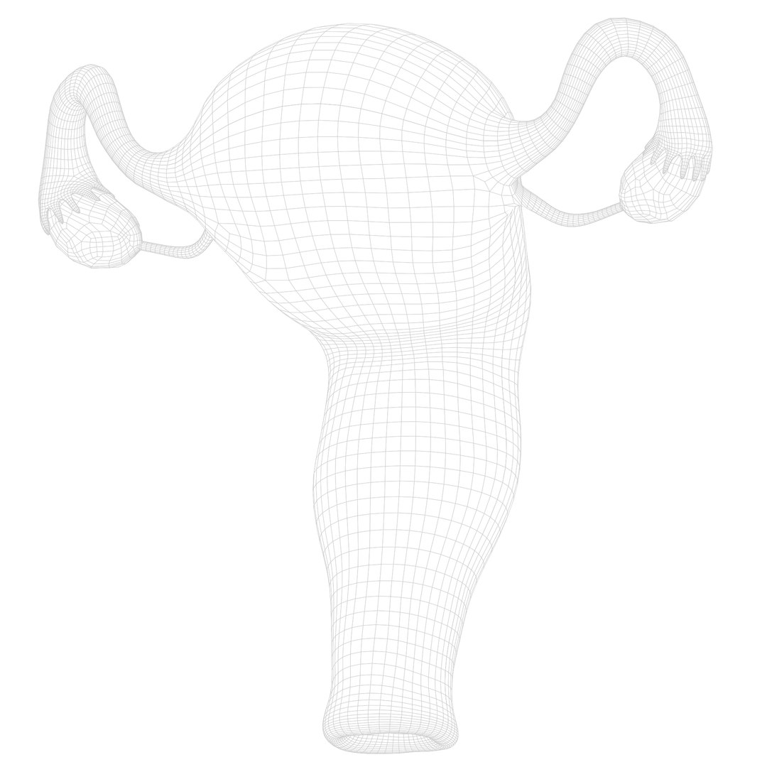 Female Reproductive 3D Model - TurboSquid 1564752