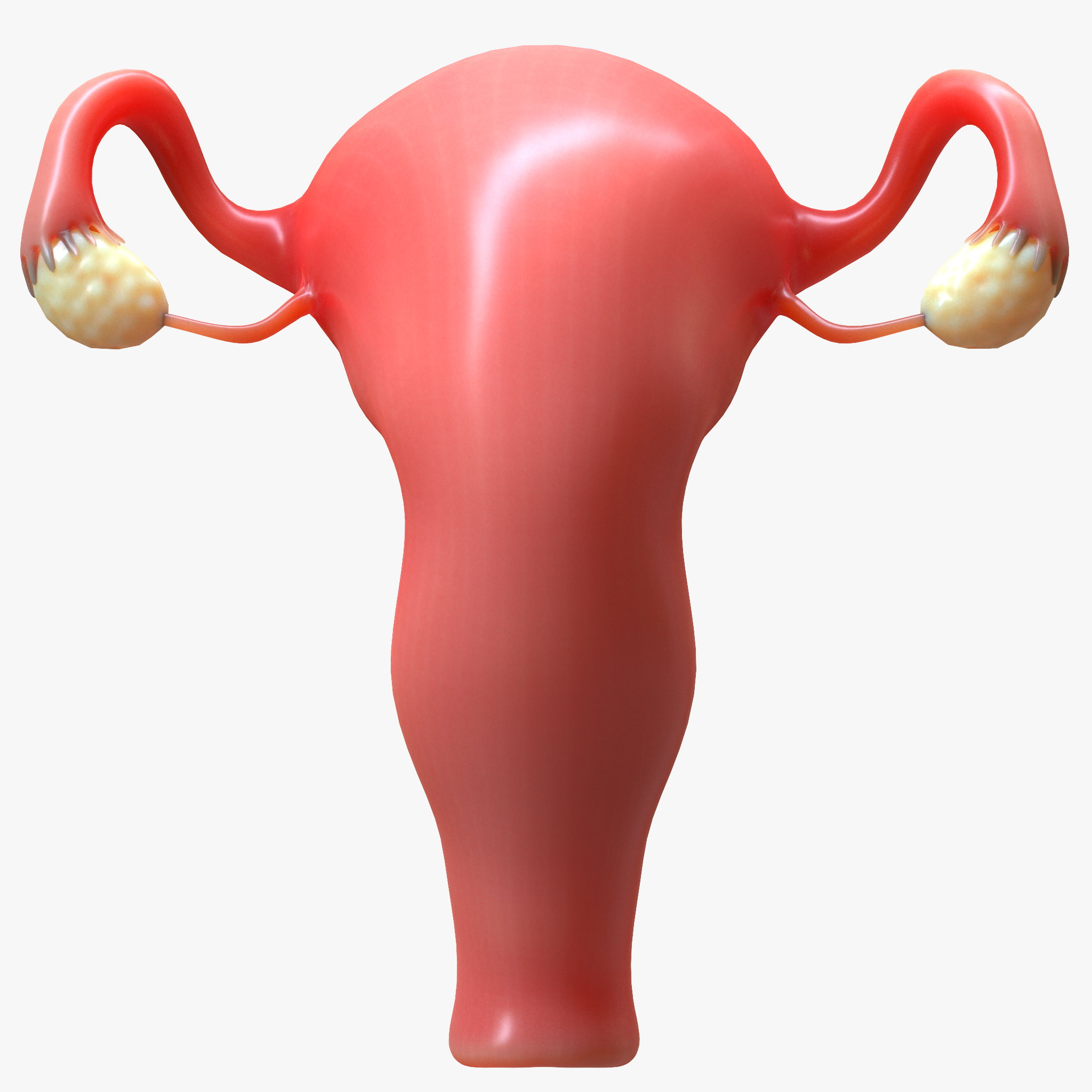 Female reproductive 3D model - TurboSquid 1564752