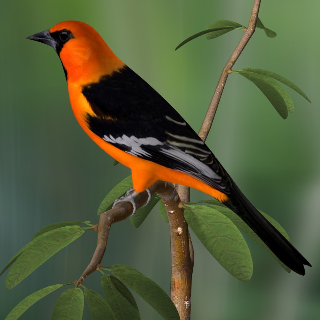 altamira oriole birds ab 3ds