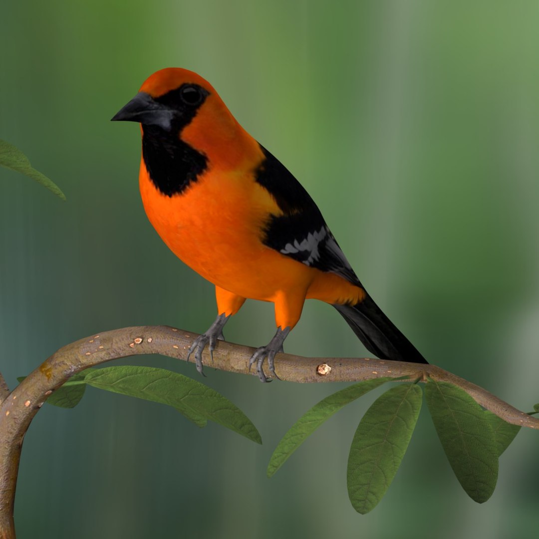 altamira oriole birds ab 3ds