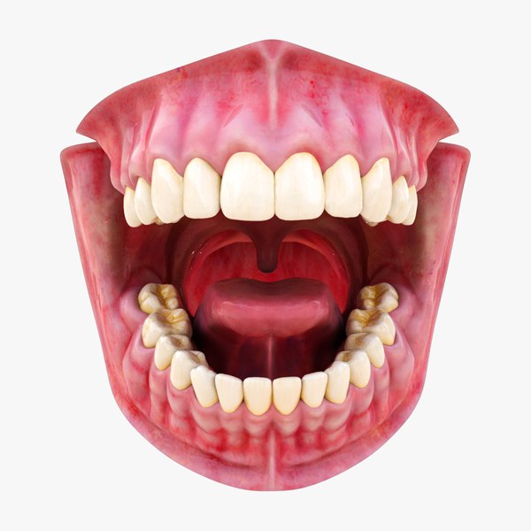 Mouth Teeth Tongue gums 3D - TurboSquid 1975436