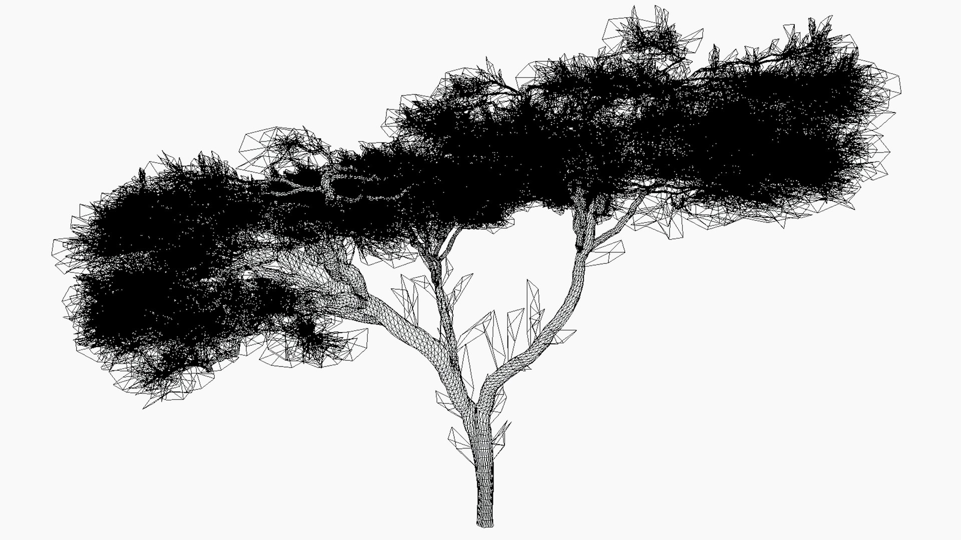 African Acacia Tree-S6 3D Model - TurboSquid 2366976