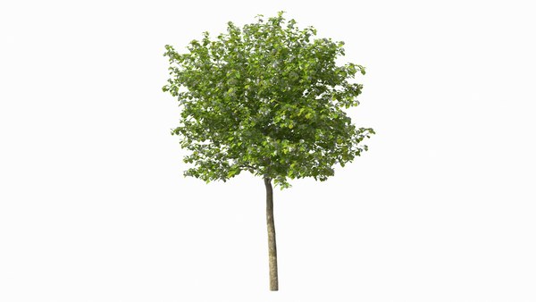 Cockspur Hawthorn Small with Flower 3D model - TurboSquid 1821616