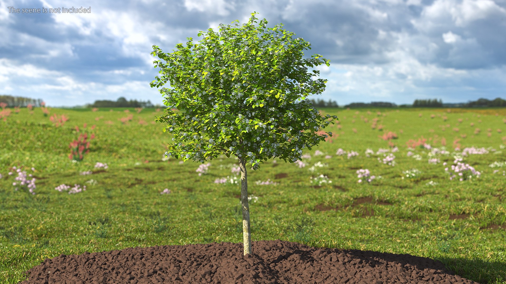 Cockspur Hawthorn Small With Flower 3D Model - TurboSquid 1821616