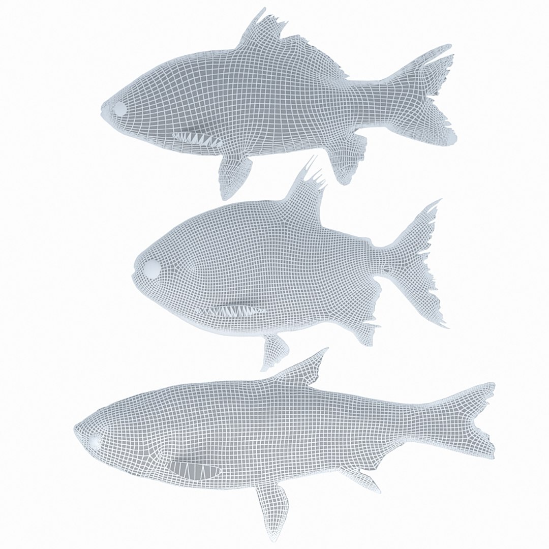 Fish Animal Carp Model - TurboSquid 1495111