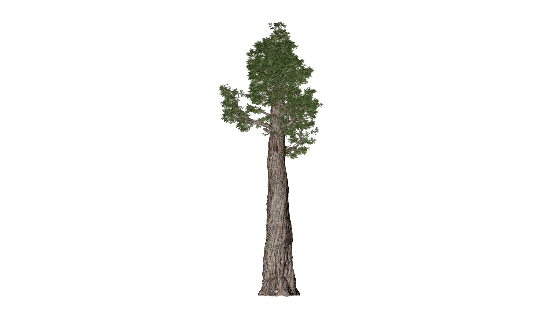 3D Giant Redwood Sequoia Tree - 08 - Model - TurboSquid 2373512