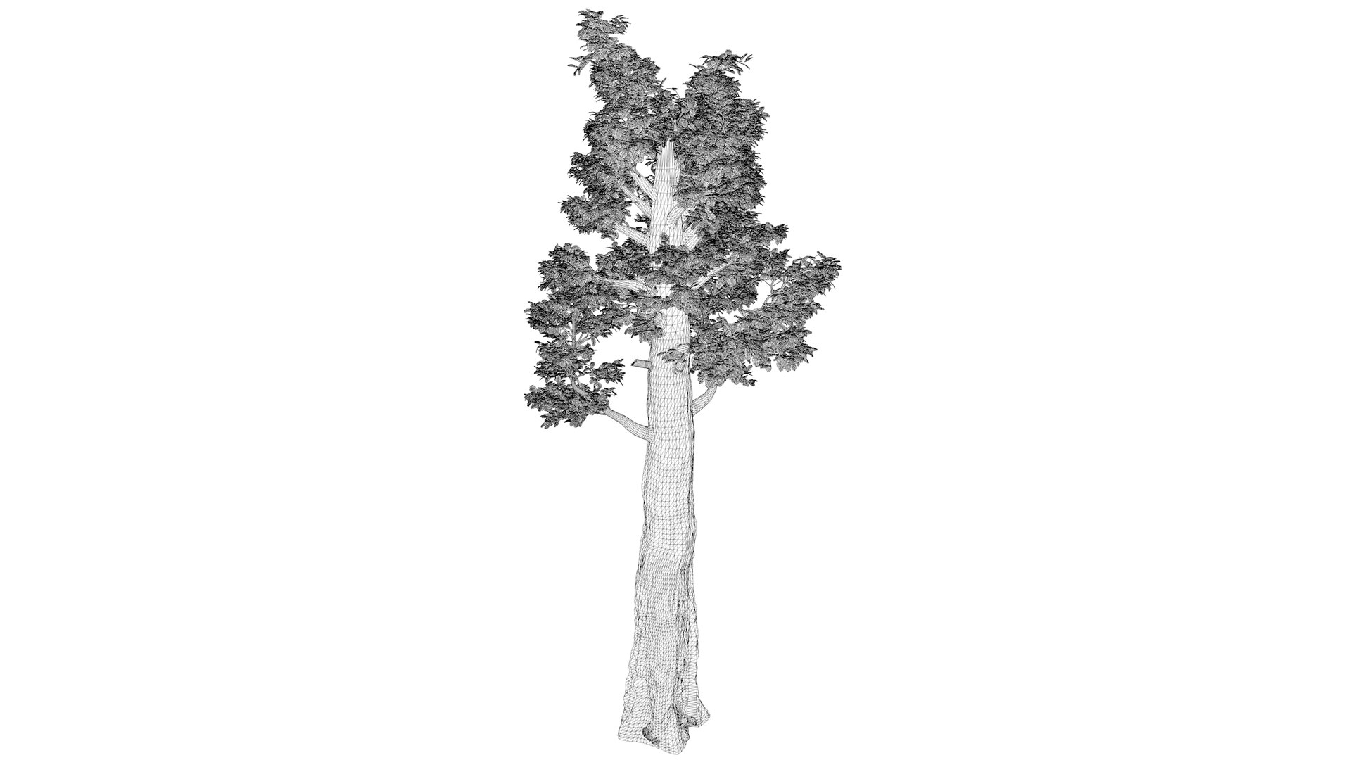 3D Giant Redwood Sequoia Tree - 08 - Model - TurboSquid 2373512