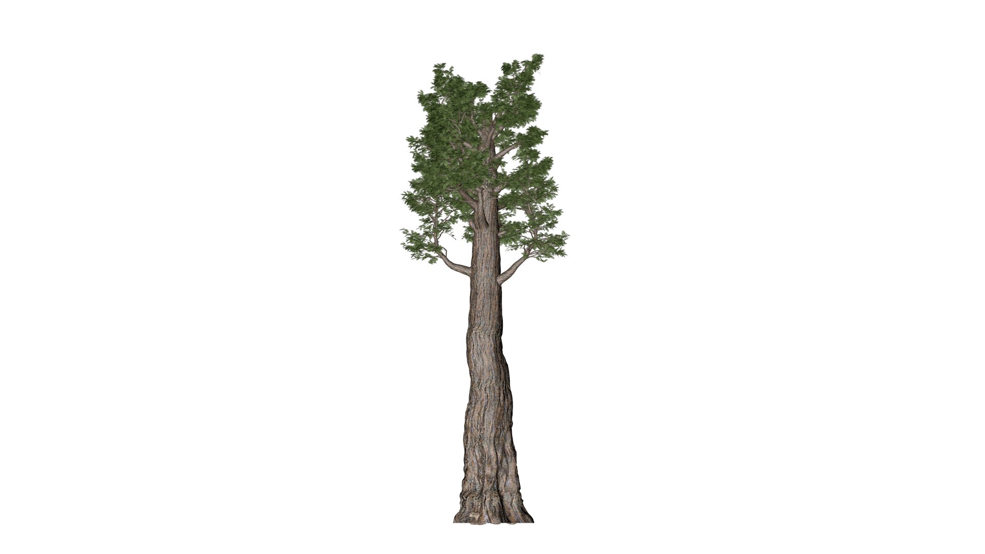 3D Giant Redwood Sequoia Tree - 08 - Model - TurboSquid 2373512