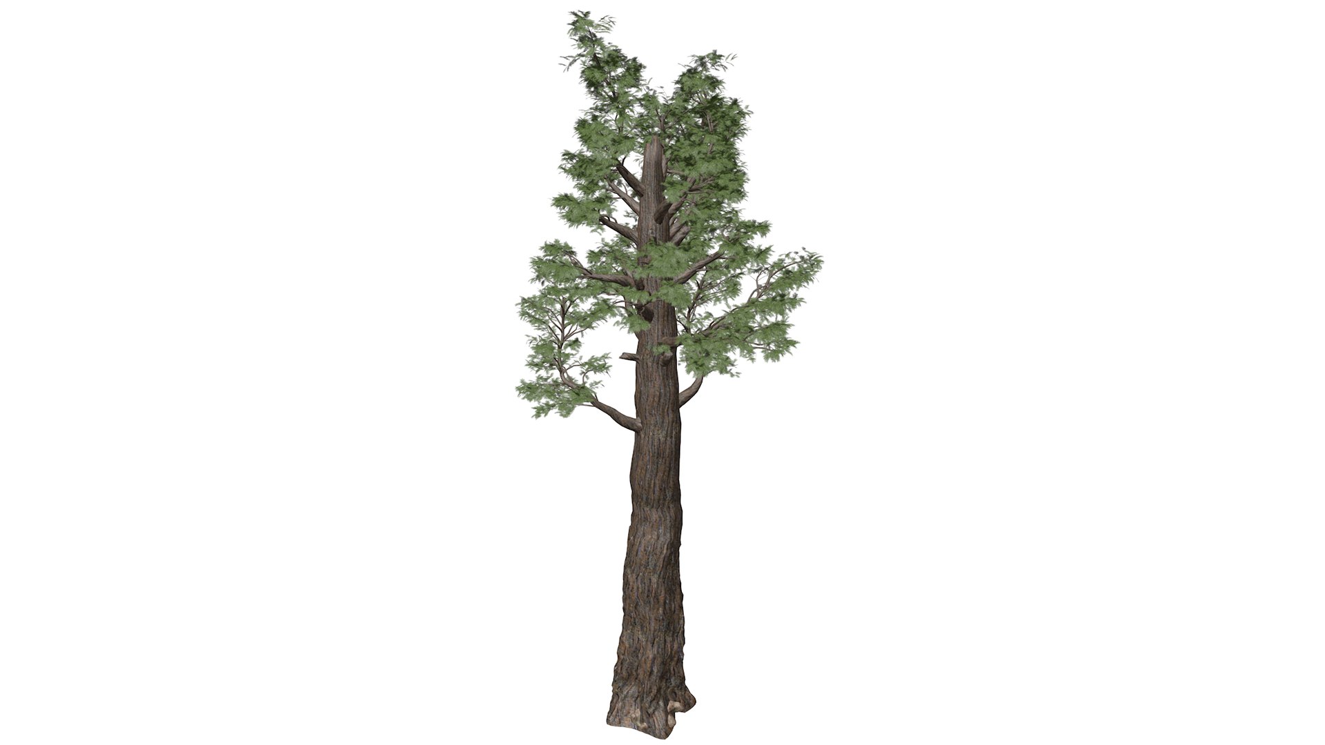 3D Giant Redwood Sequoia Tree Collection - TurboSquid 2378782
