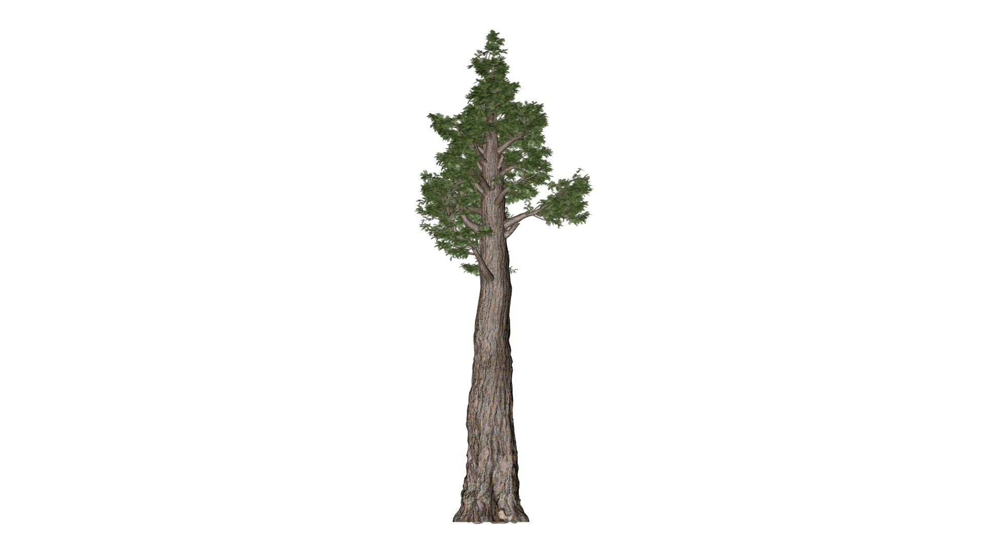 3D Giant Redwood Sequoia Tree - 08 - Model - TurboSquid 2373512