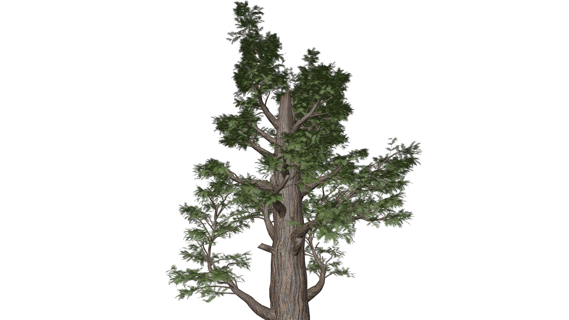3D Giant Redwood Sequoia Tree - 08 - Model - TurboSquid 2373512