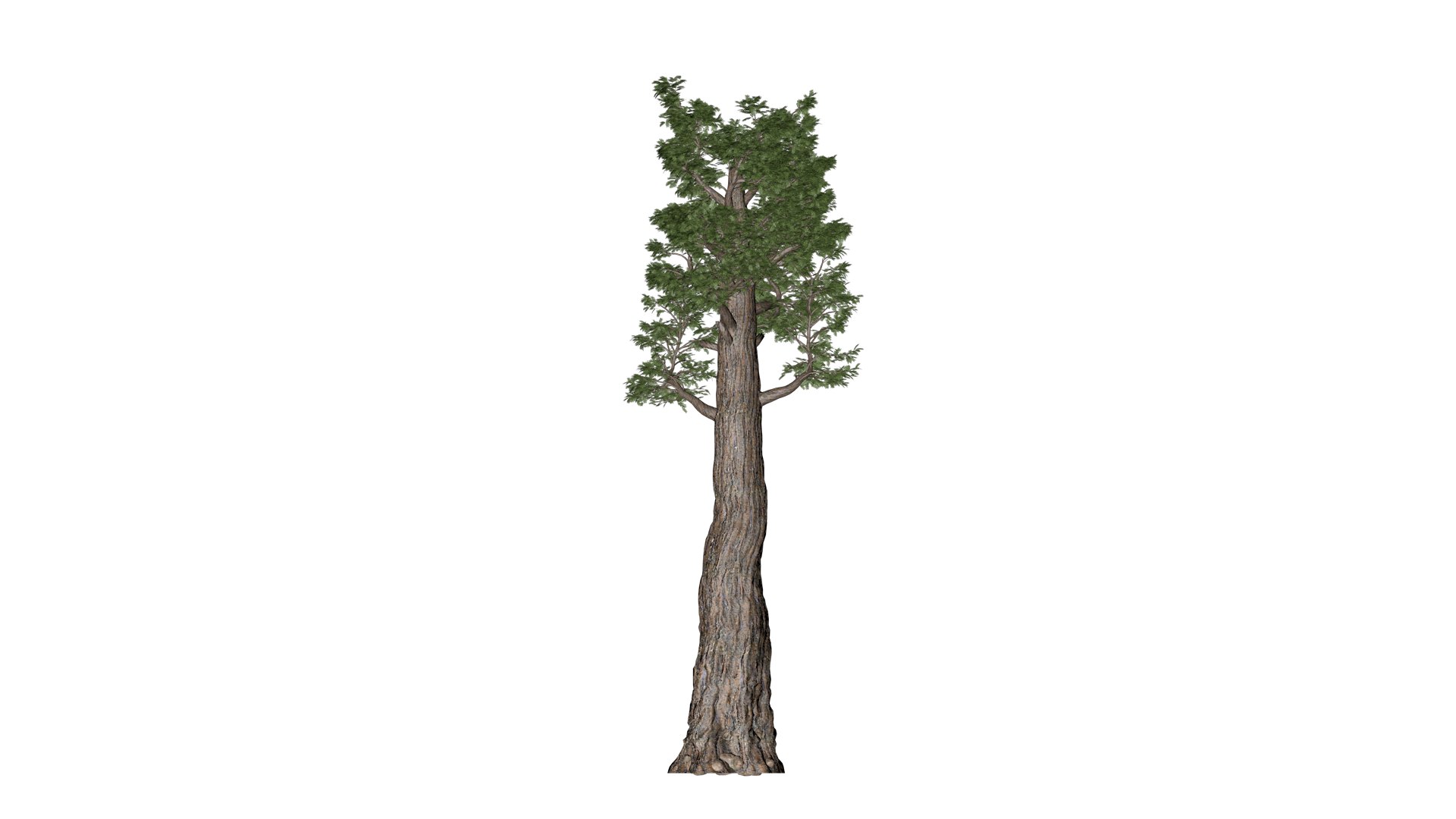 3D Giant Redwood Sequoia Tree - 08 - Model - TurboSquid 2373512