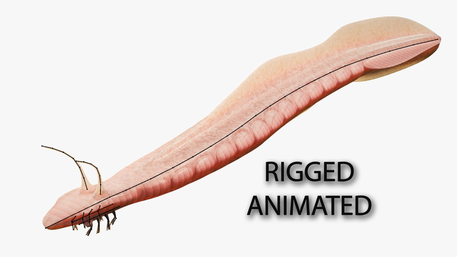 Pikaia 3D Model - TurboSquid 2329922