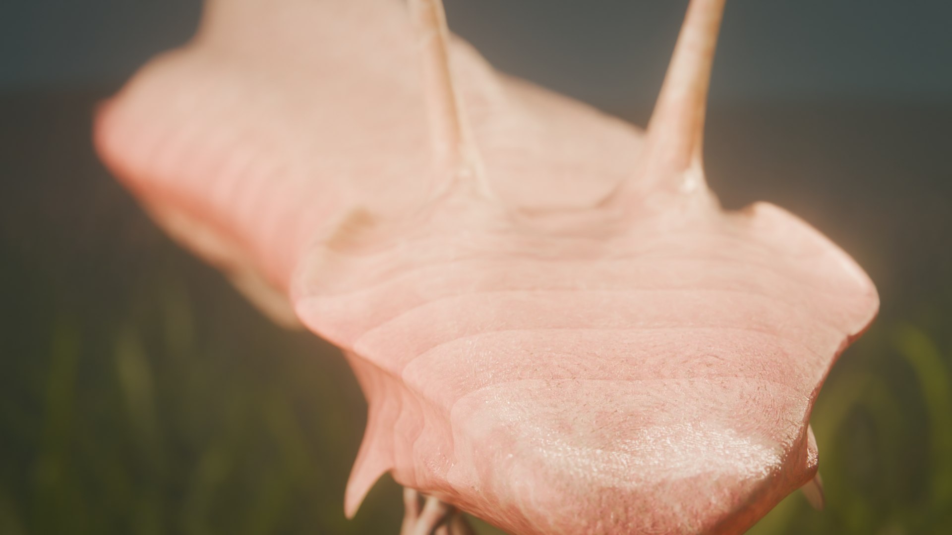 Pikaia 3D Model - TurboSquid 2329922