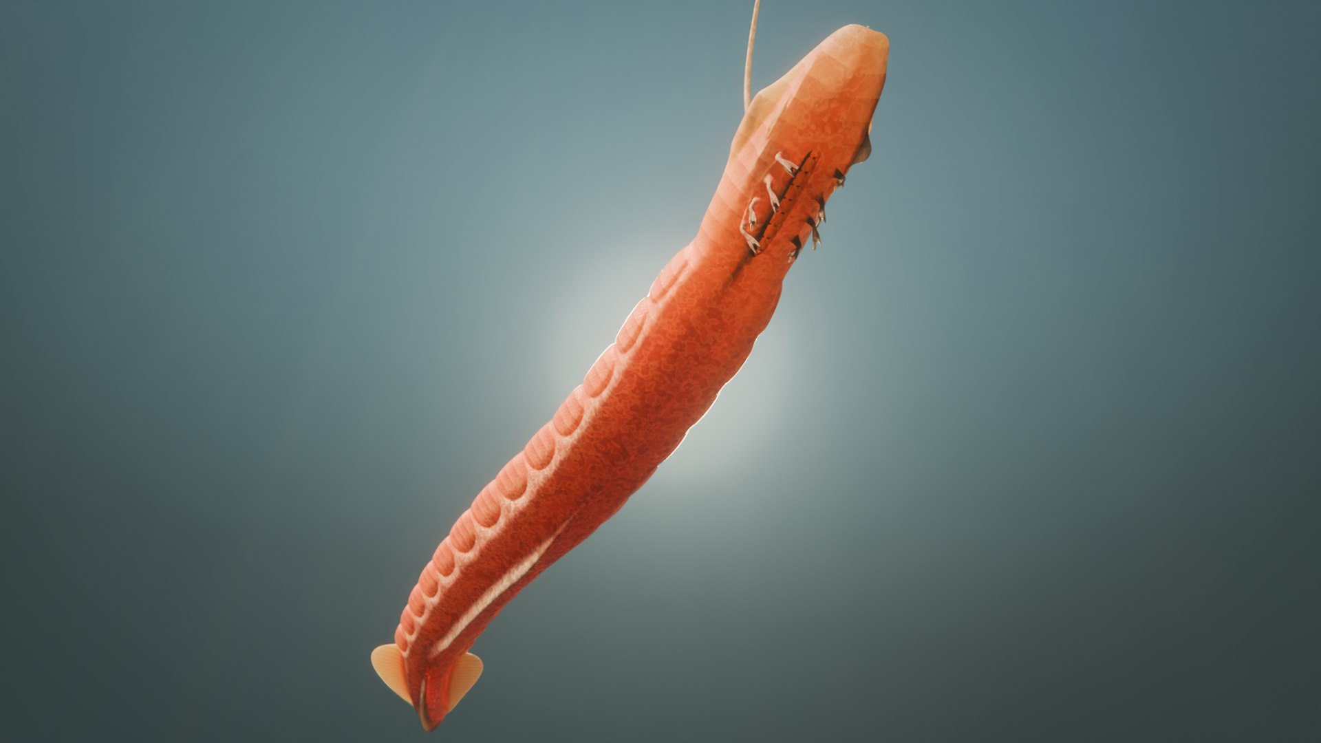 Pikaia 3D Model - TurboSquid 2329922