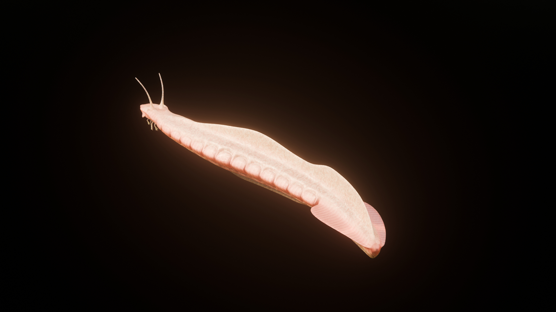 Pikaia 3D Model - TurboSquid 2329922