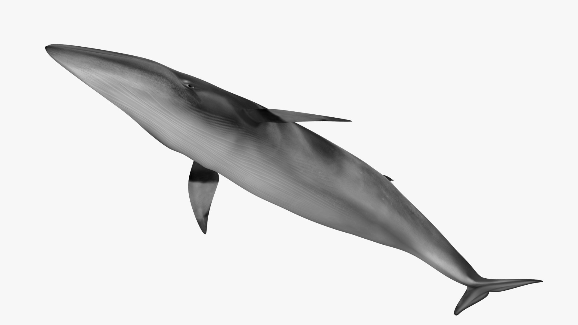 Minke Whale 3D Model - TurboSquid 1802040