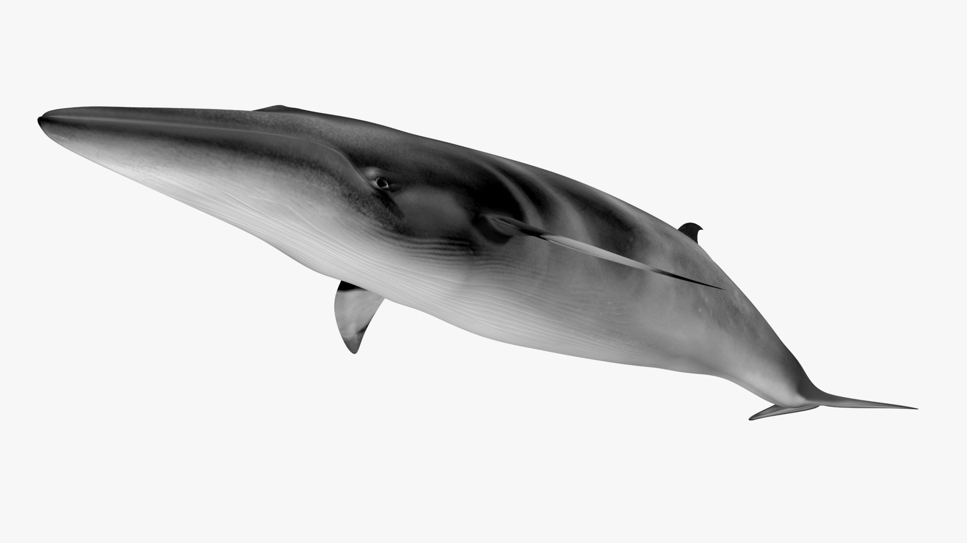 Minke Whale 3D Model - TurboSquid 1802040