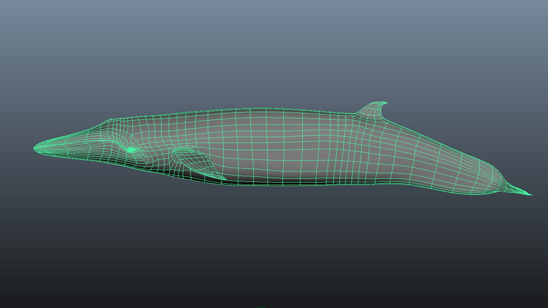 Minke Whale 3D Model - TurboSquid 1802040