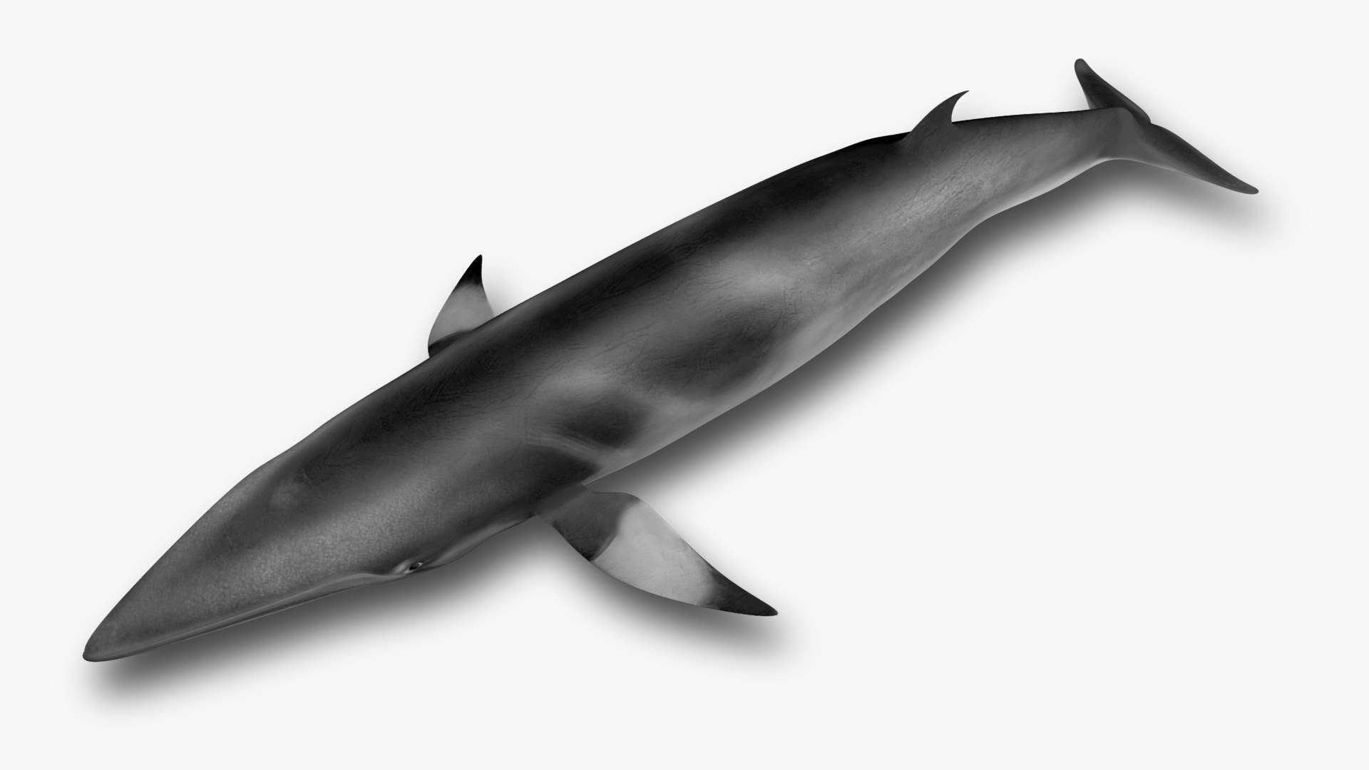 Minke Whale 3D Model - TurboSquid 1802040