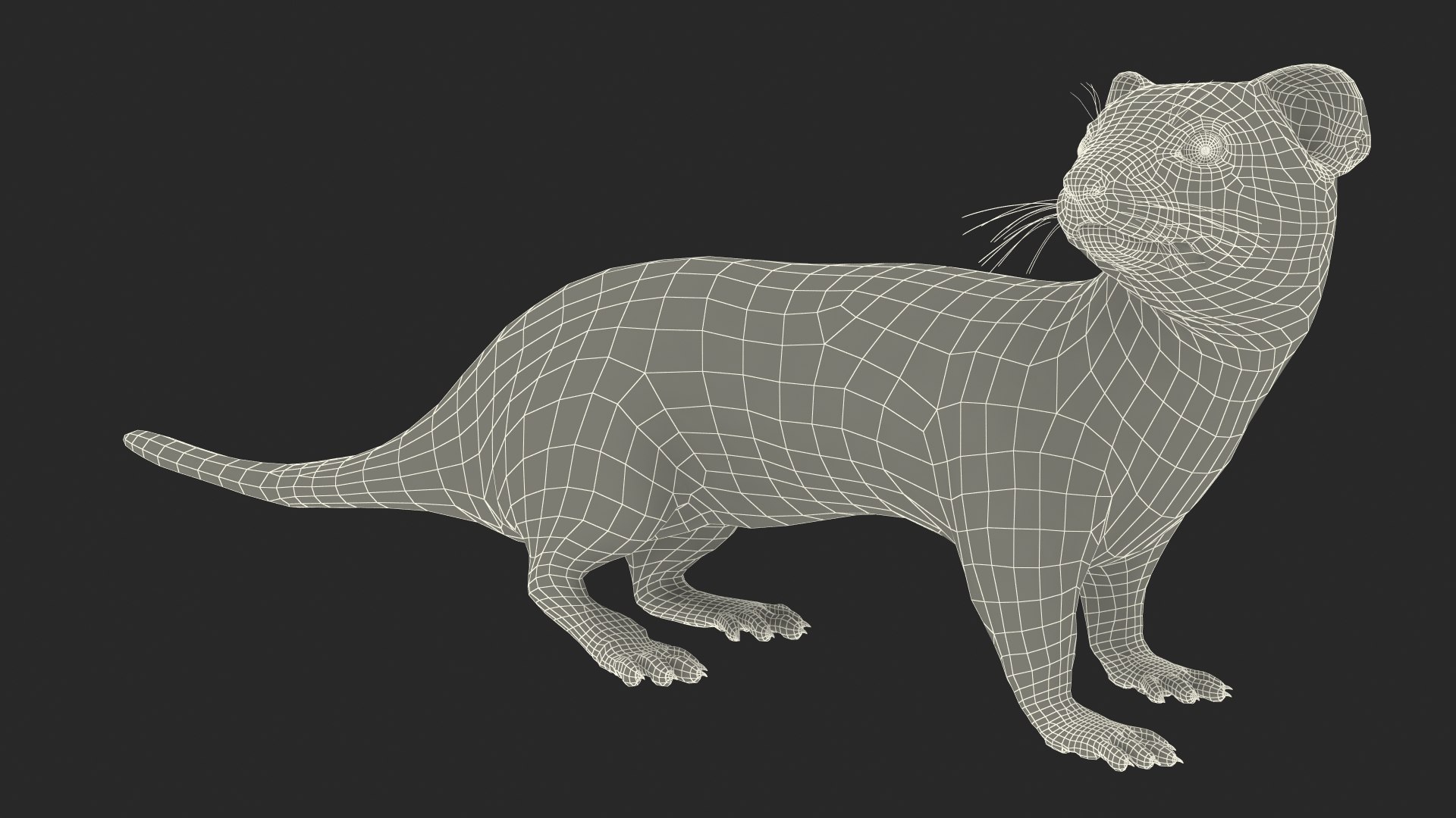 Mustela Erminea Brown Lifelike Pose Model - TurboSquid 2211543