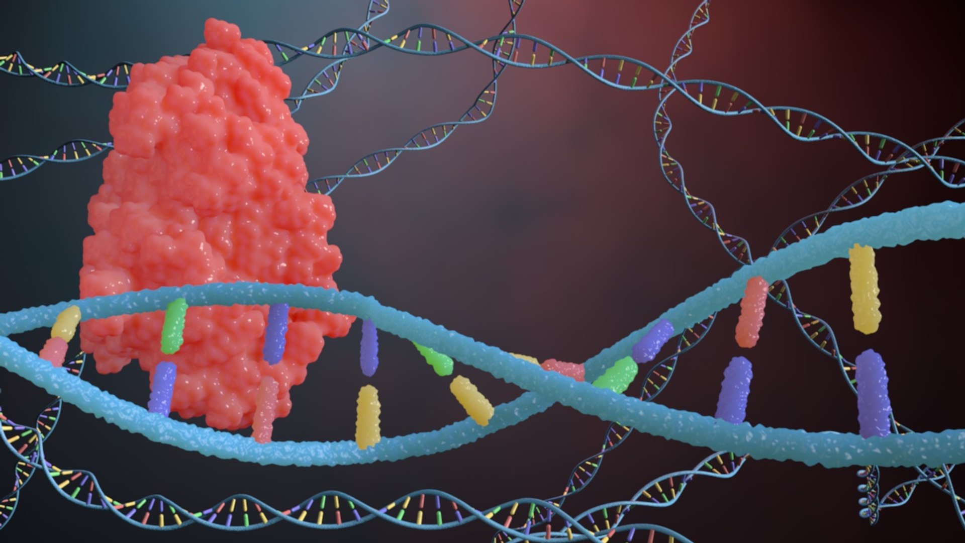 3D Cas9 Dna - TurboSquid 1210542